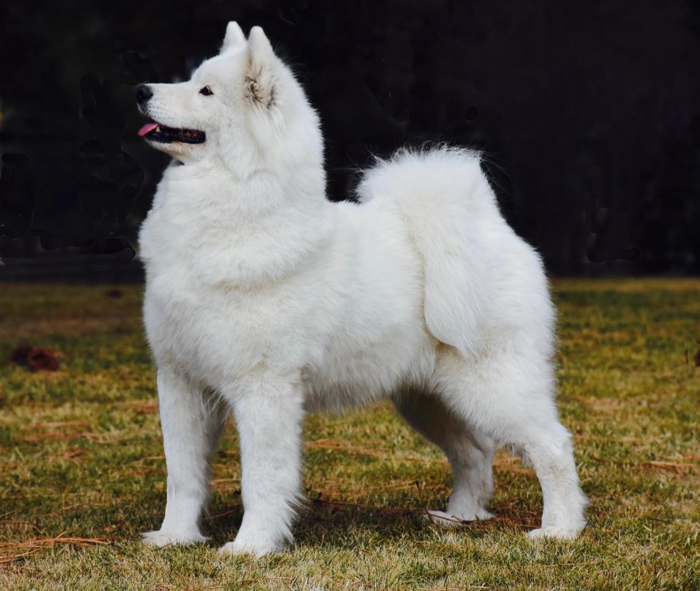 Polar Mist Spirit Of Chimisa, (Chimi, Deceased) - Polar Mist Samoyeds