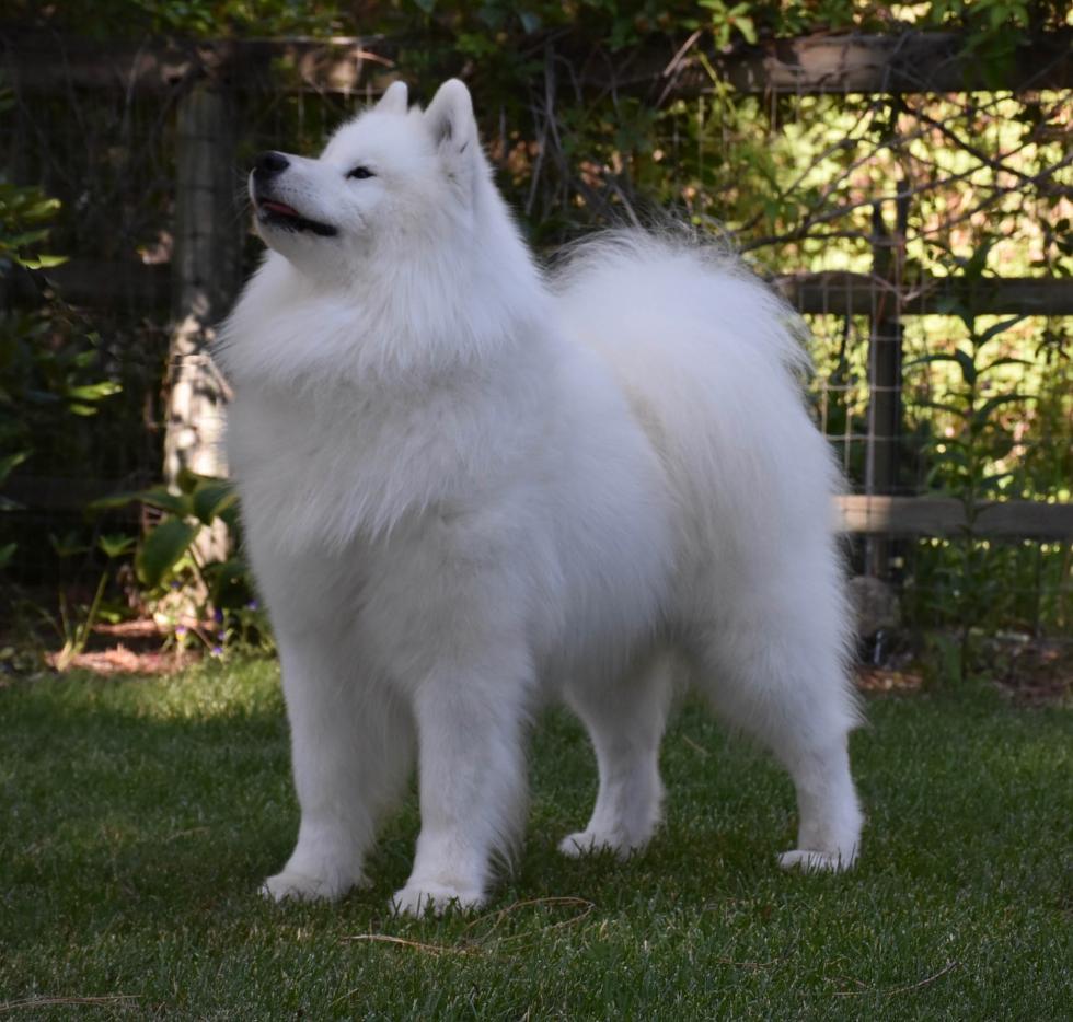 Ch.Polar Mist Kluane's Arctic Dreams, (Kluane) - Polar Mist Samoyeds