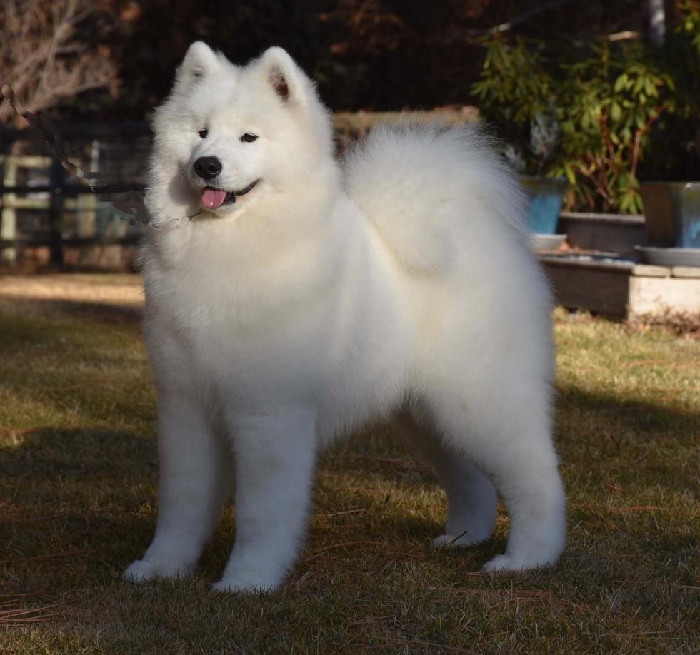 BISS GCh.Polar Mist Look'n For Trouble, (RETIRED) - Polar Mist Samoyeds