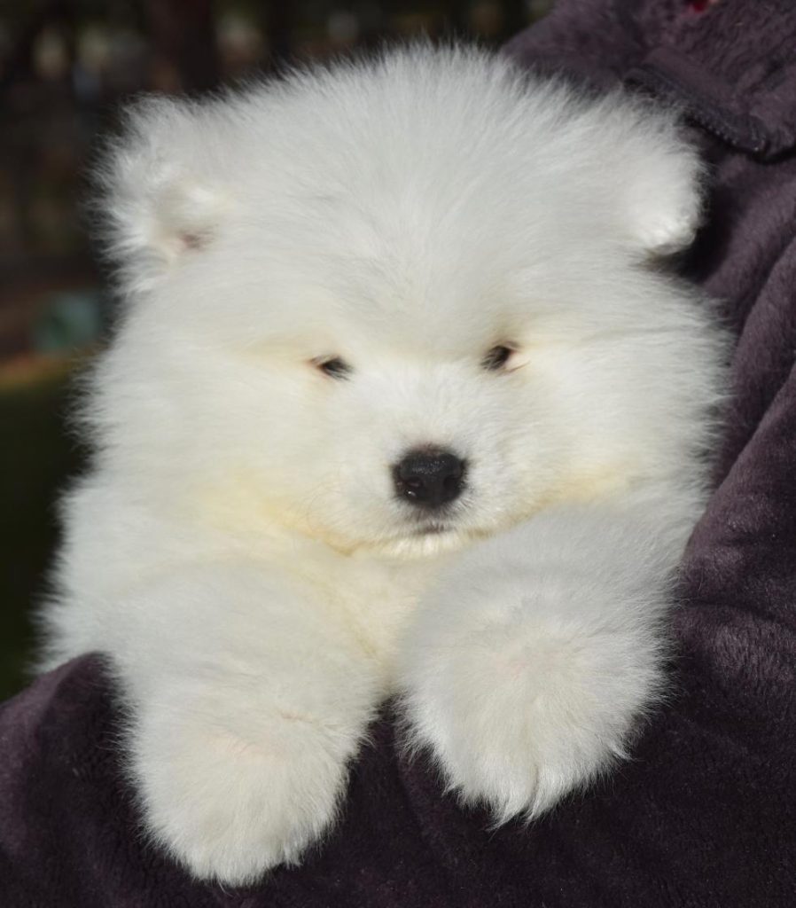 Samoyed Puppies Available - Polar Mist Samoyeds
