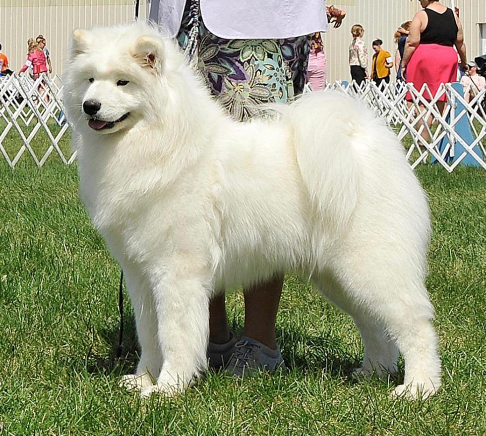CH.Polar Mist Nauti By Nature, (CHARLIE) Retired - Polar Mist Samoyeds