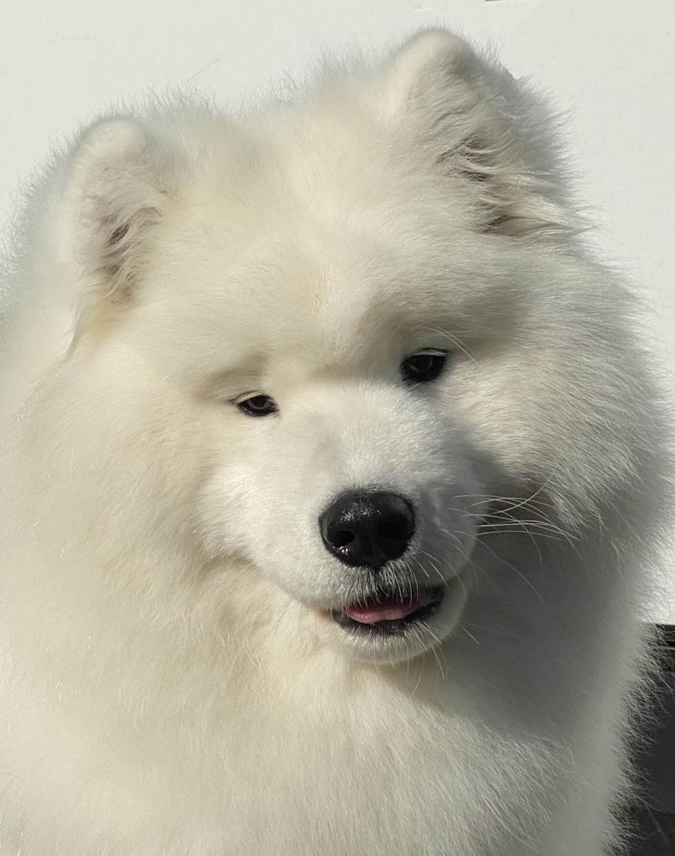 Samoyed Brood Bitches - Polar Mist Samoyeds Show level Samoyed puppies ...