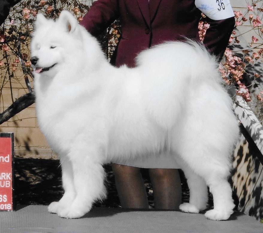 BISOH MULTI BISS GCHB.POLAR MIST ALL THE TALK, (Chatty, retired ...