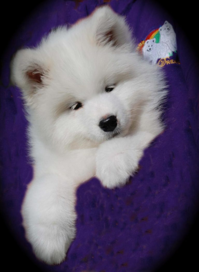 BISOH MULTI BISS GCHB.POLAR MIST ALL THE TALK, (Chatty, retired ...