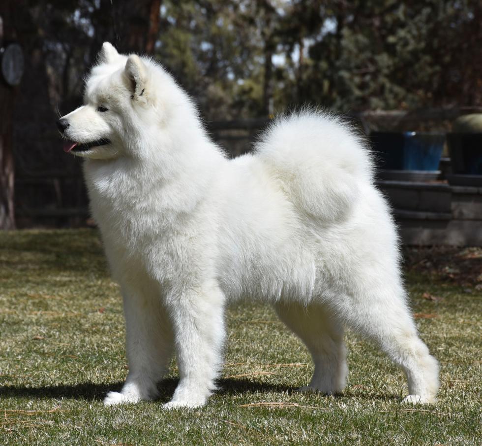 CH.MISHKA'S RUSSIAN HEART AND SOUL, (Neeka) - Polar Mist Samoyeds