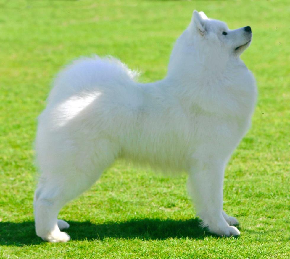 GCH.MISHKA'S N POLAR MIST LIGHT MY FIRE, (Yuri) - Polar Mist Samoyeds
