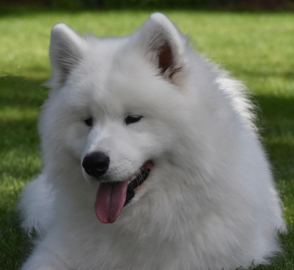 POLAR MIST SPIRIT TALK, (RIVER) - Polar Mist Samoyeds