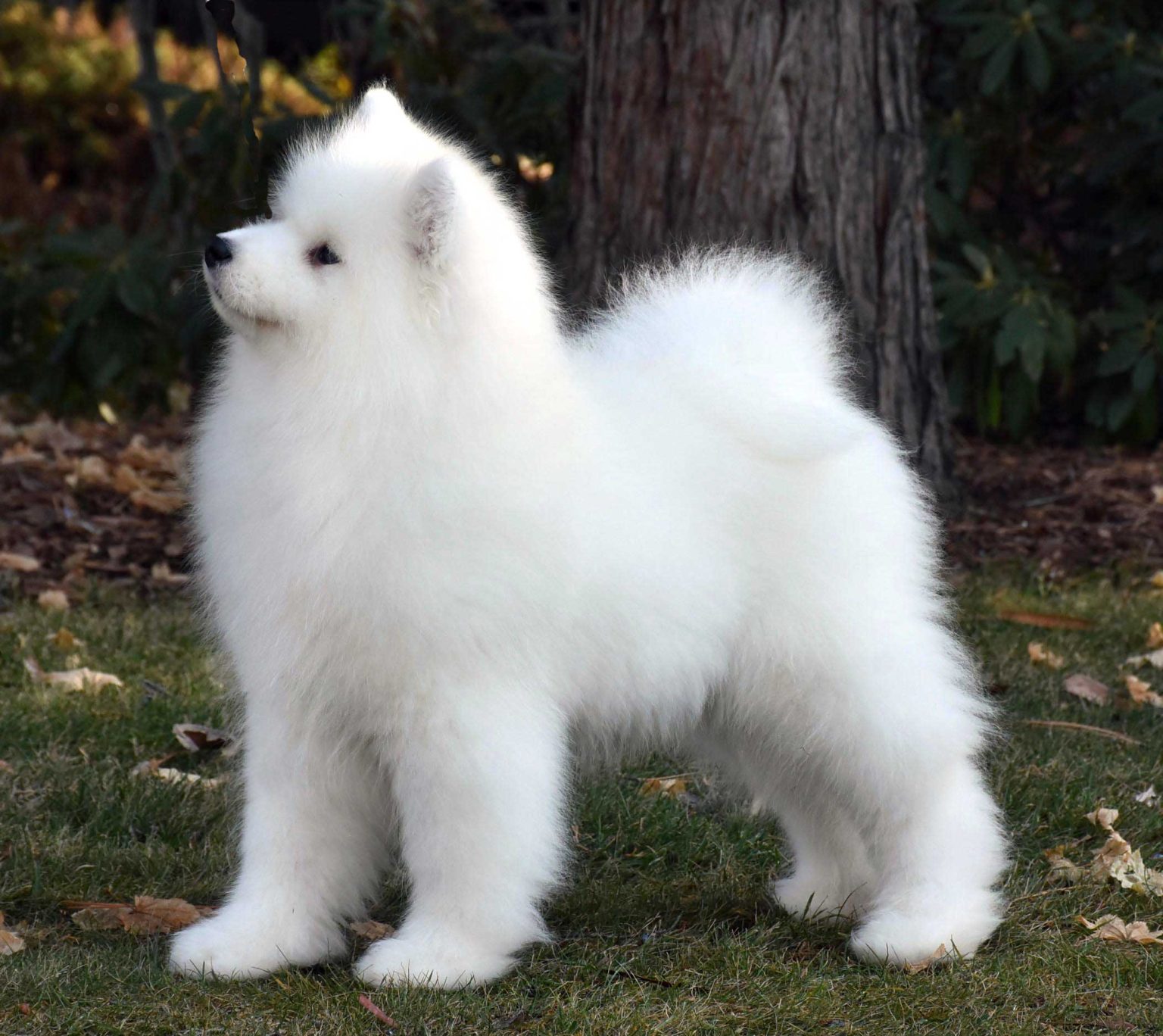 Polar Mist Samoyeds Samoyed puppies top Samoyed show dogs