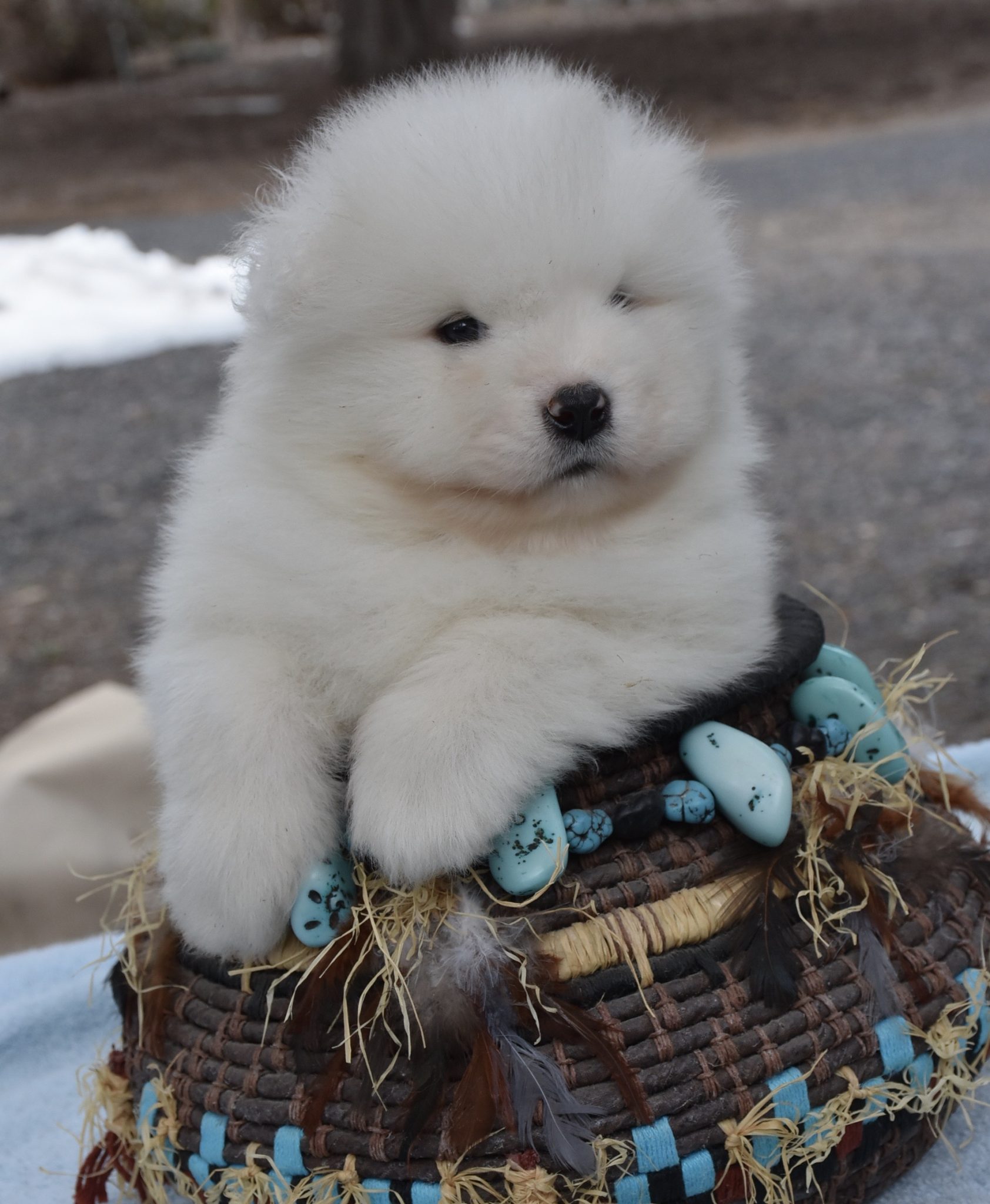 Polar Mist Samoyeds Samoyed puppies top Samoyed show dogs