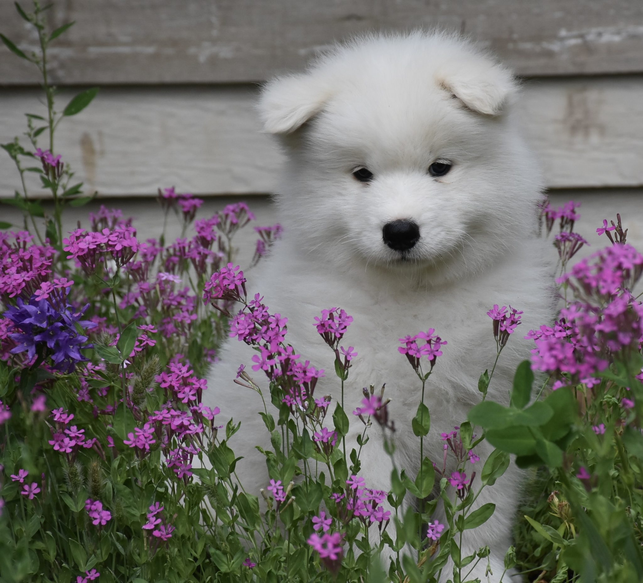 Polar Mist Samoyeds Samoyed puppies top Samoyed show dogs