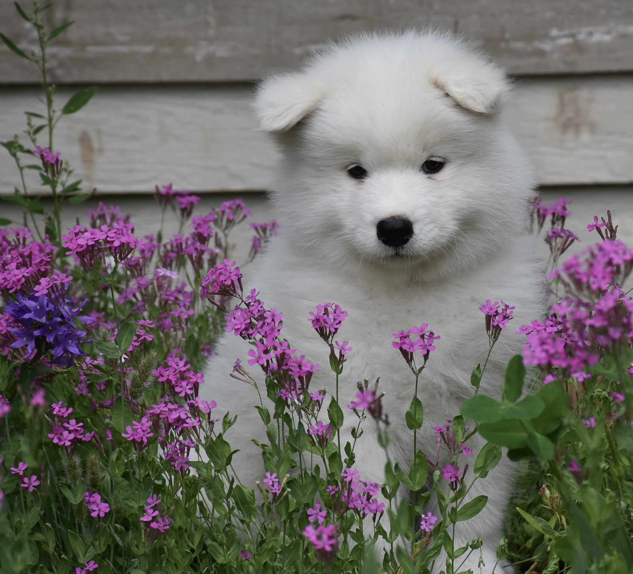 Gracie's Puppies Available now - Polar Mist Samoyeds
