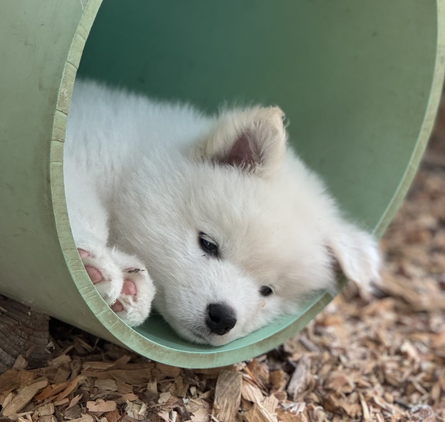 Polar Mist Samoyeds Samoyed puppies top Samoyed show dogs