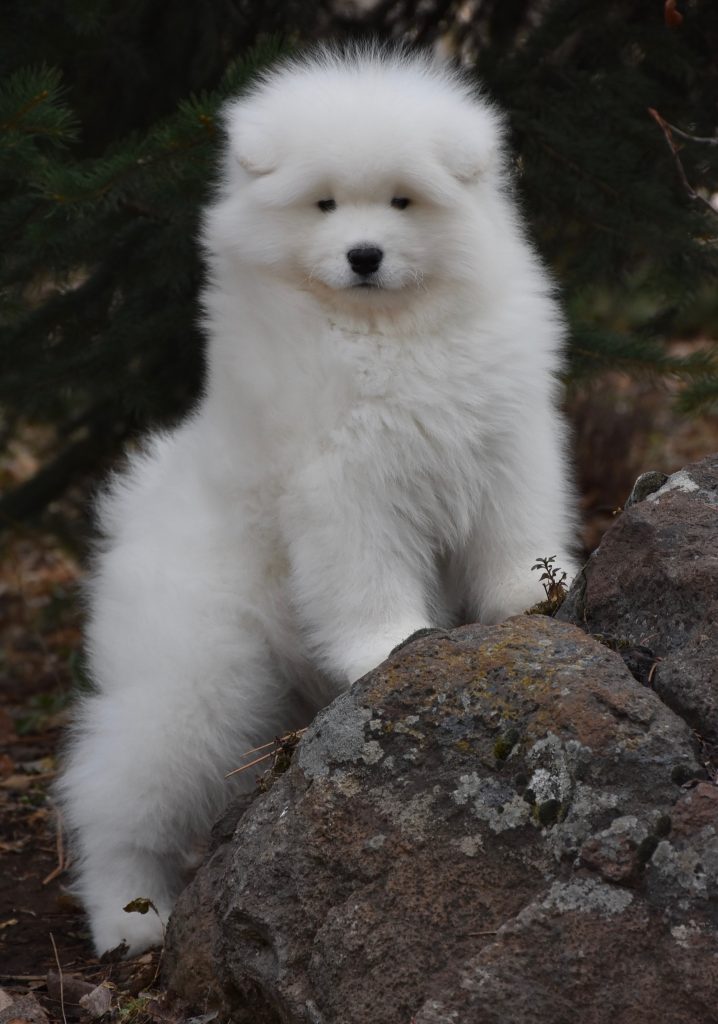 Polar Mist Samoyeds Samoyed puppies top Samoyed show dogs