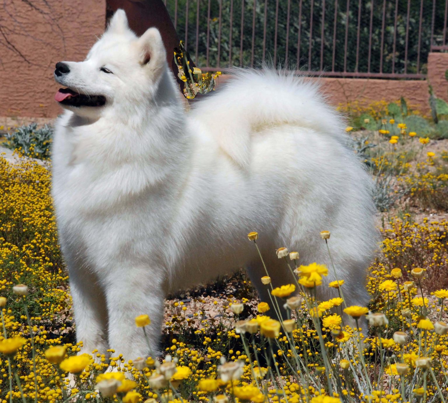Polar Mist Samoyeds Samoyed puppies top Samoyed show dogs