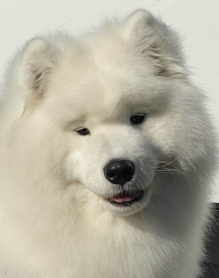 Polar Mist Samoyeds Samoyed puppies top Samoyed show dogs