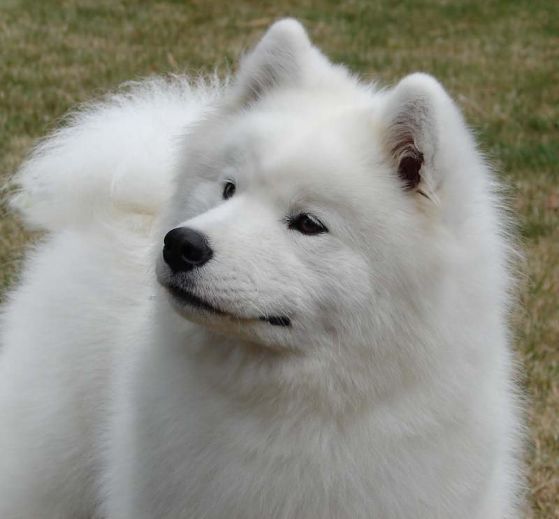 Ch.Polar Mist N'M'clk Lil Ms Trouble, (Harlo) Deceased - Polar Mist ...