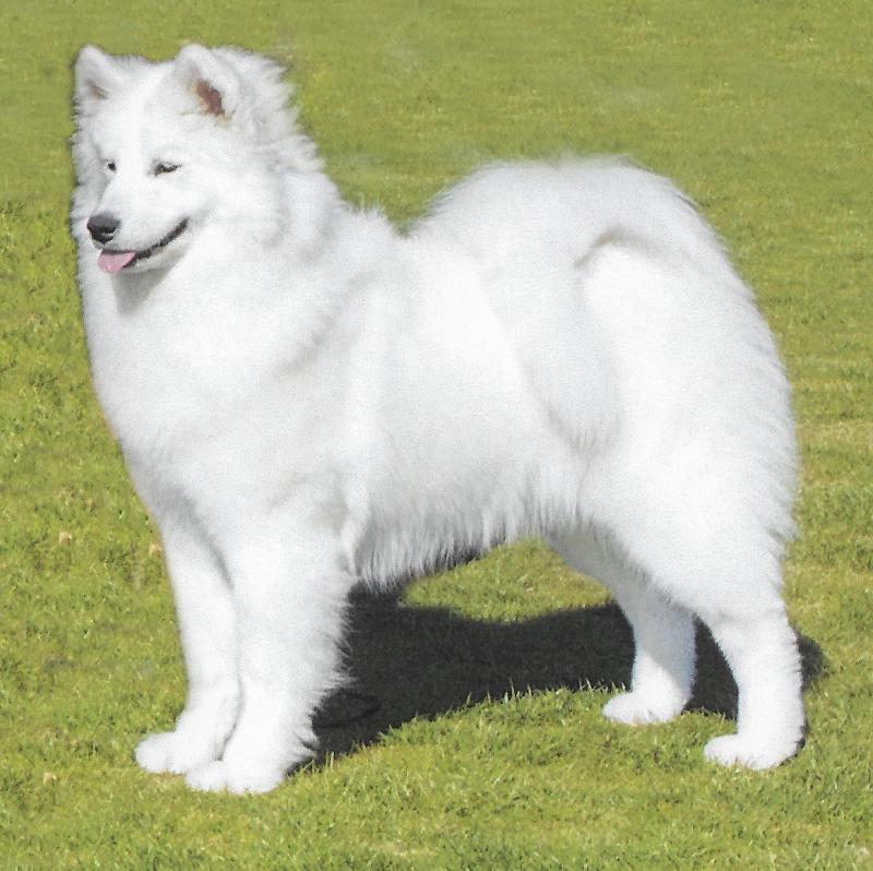 Ch.Vanderbilt N PlrMist Kiss This, Specialty Winner, (KatTee) RETIRED ...