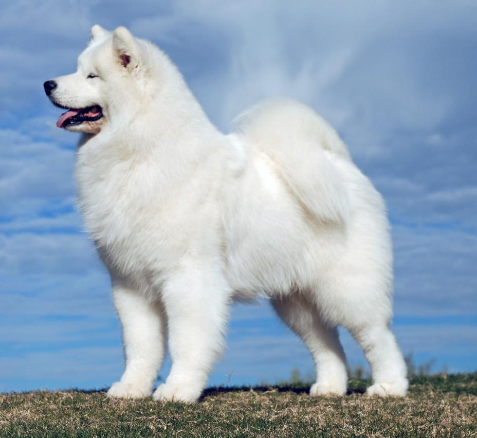 Winners 2016 - Polar Mist Samoyeds