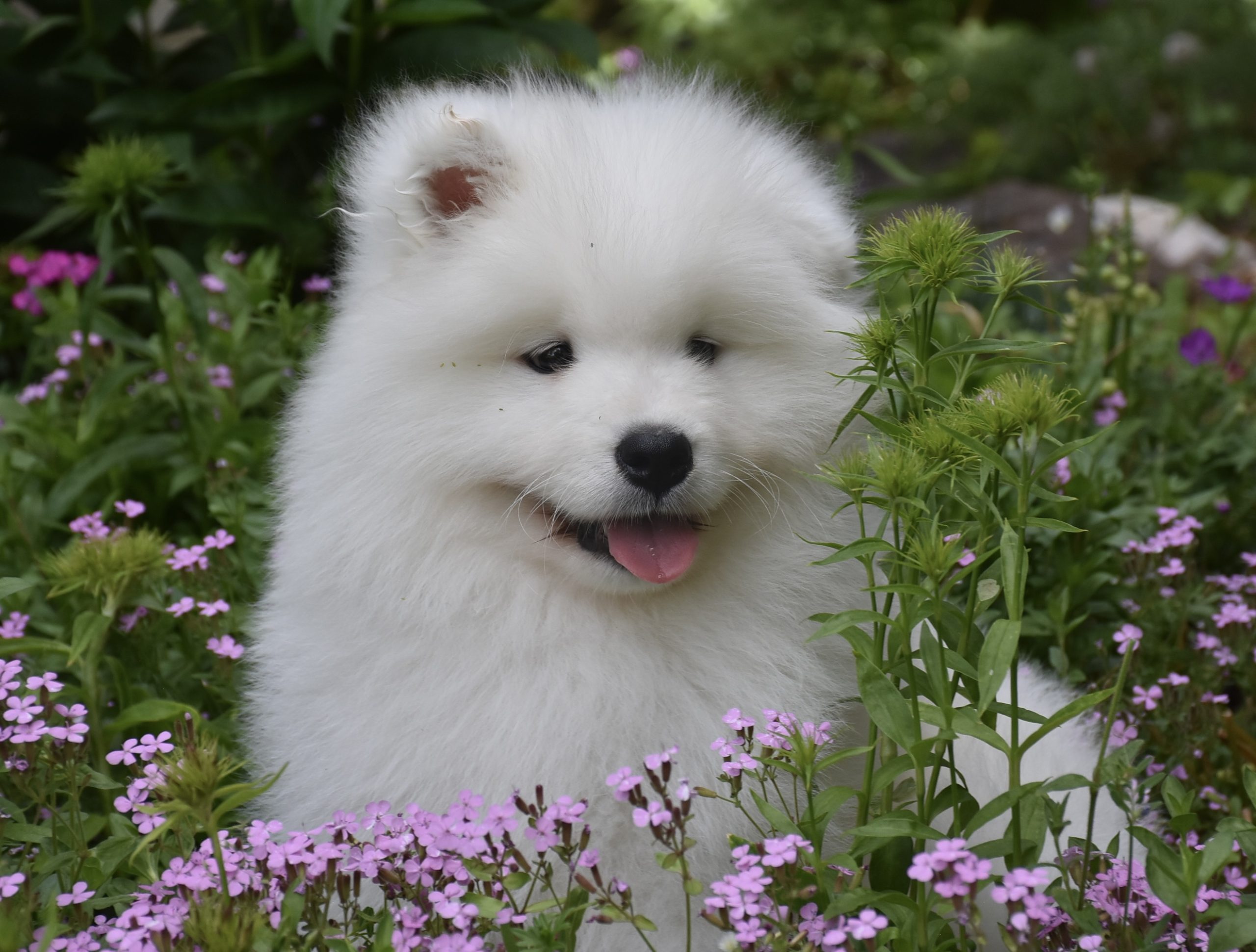 Polar Mist Samoyeds Samoyed puppies top Samoyed show dogs