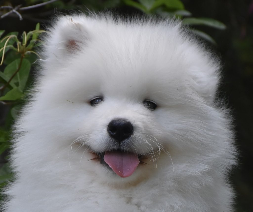Polar Mist Samoyeds Samoyed puppies top Samoyed show dogs