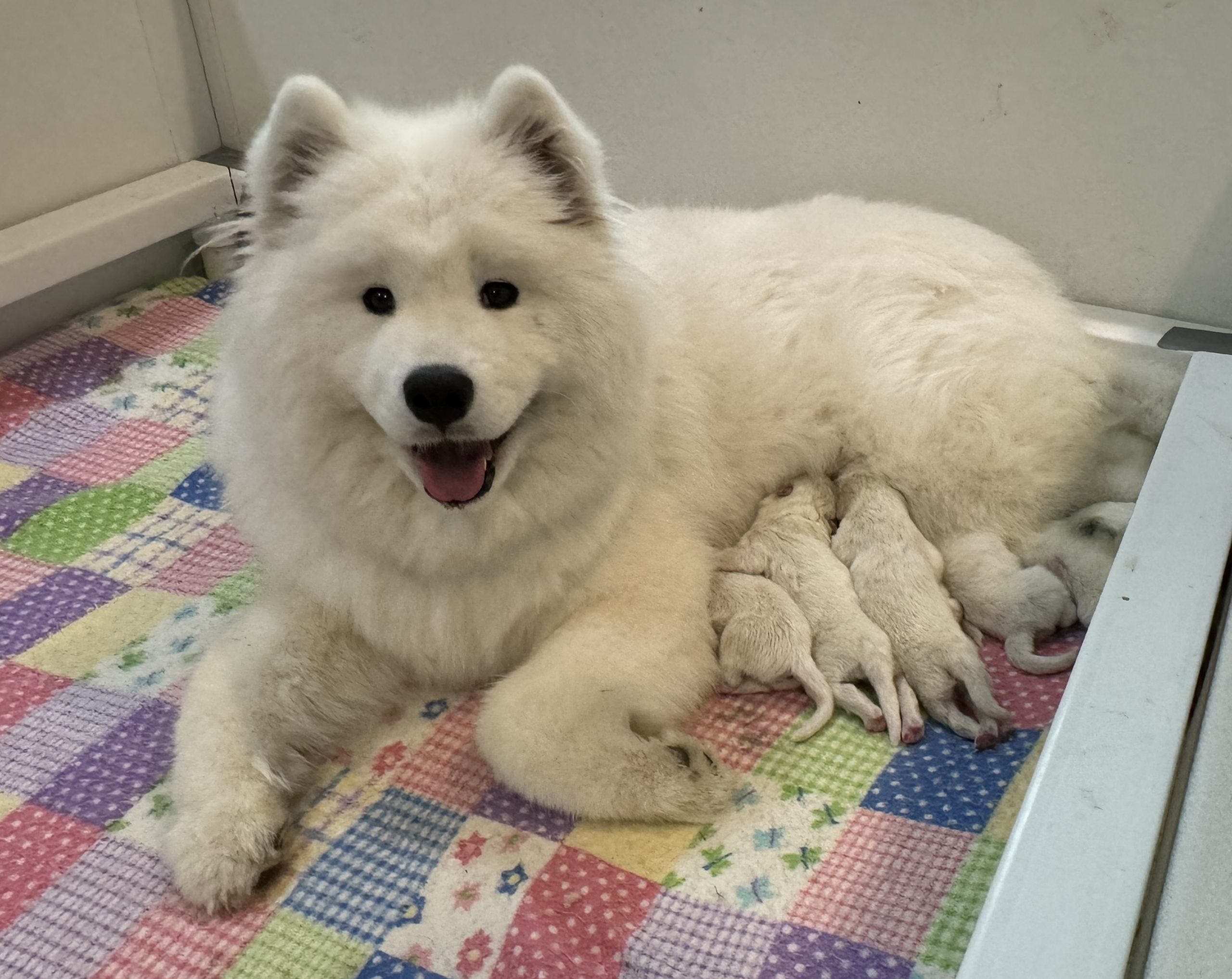 Haley-Show males Available - Polar Mist Samoyeds