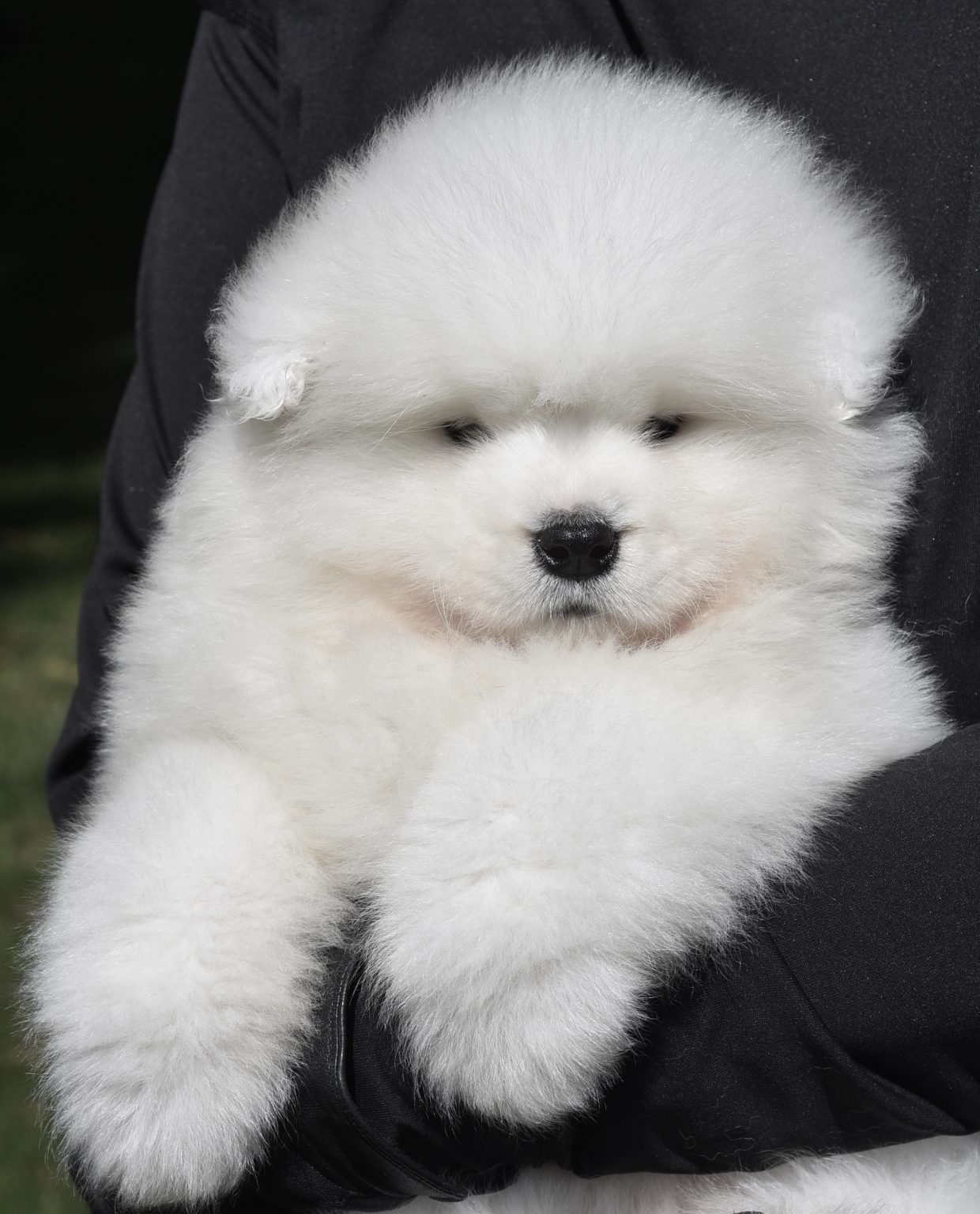 Polar Mist Samoyeds Samoyed puppies top Samoyed show dogs