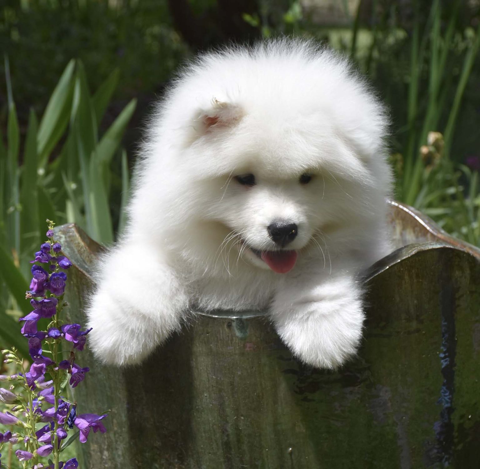 Polar Mist Samoyeds Samoyed puppies top Samoyed show dogs