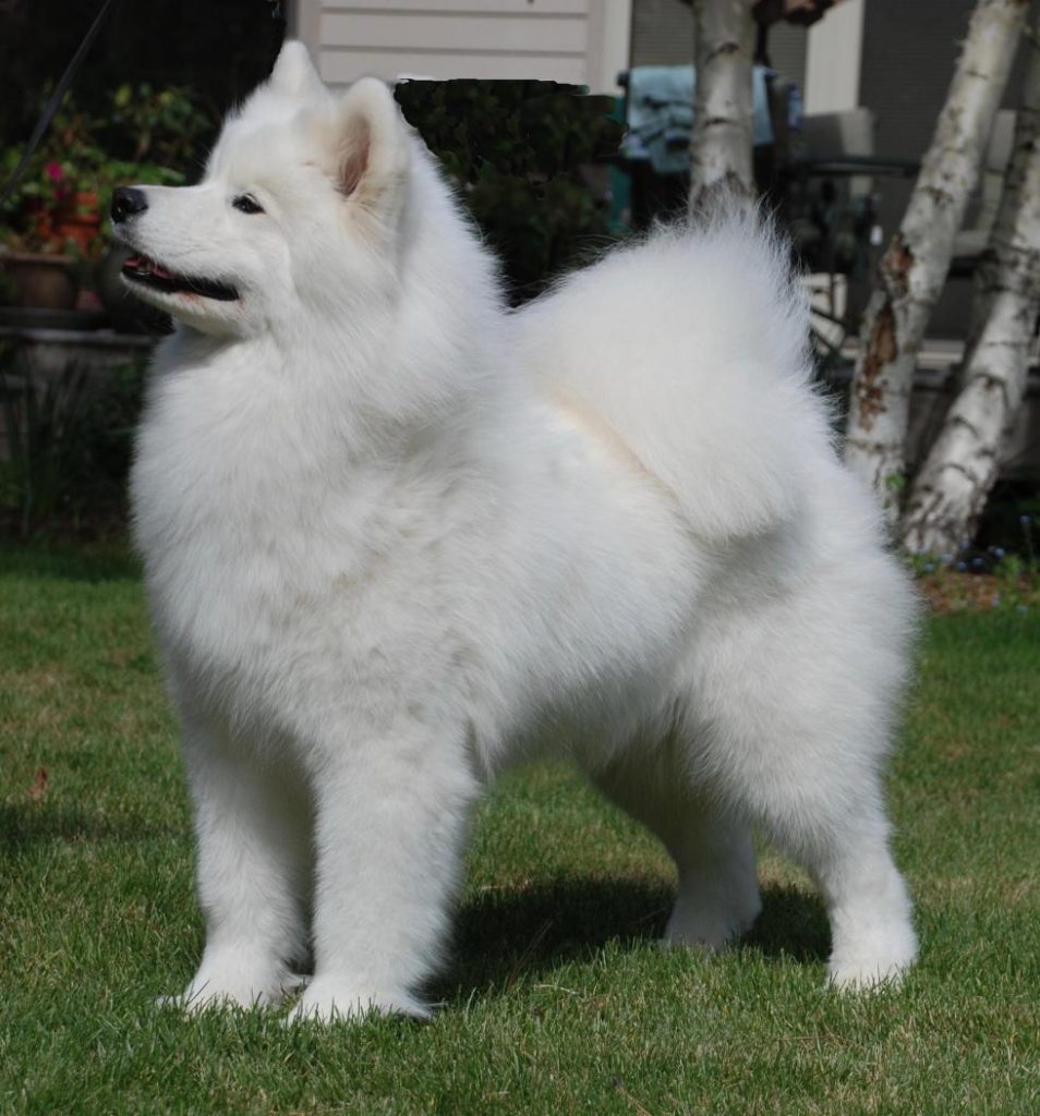 Co-Owned Samoyed Girls - Polar Mist Samoyeds Top Samoyed Puppies for Sale