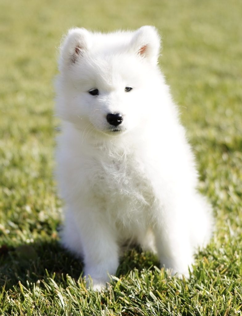 Polar Mist Samoyeds Samoyed puppies top Samoyed show dogs