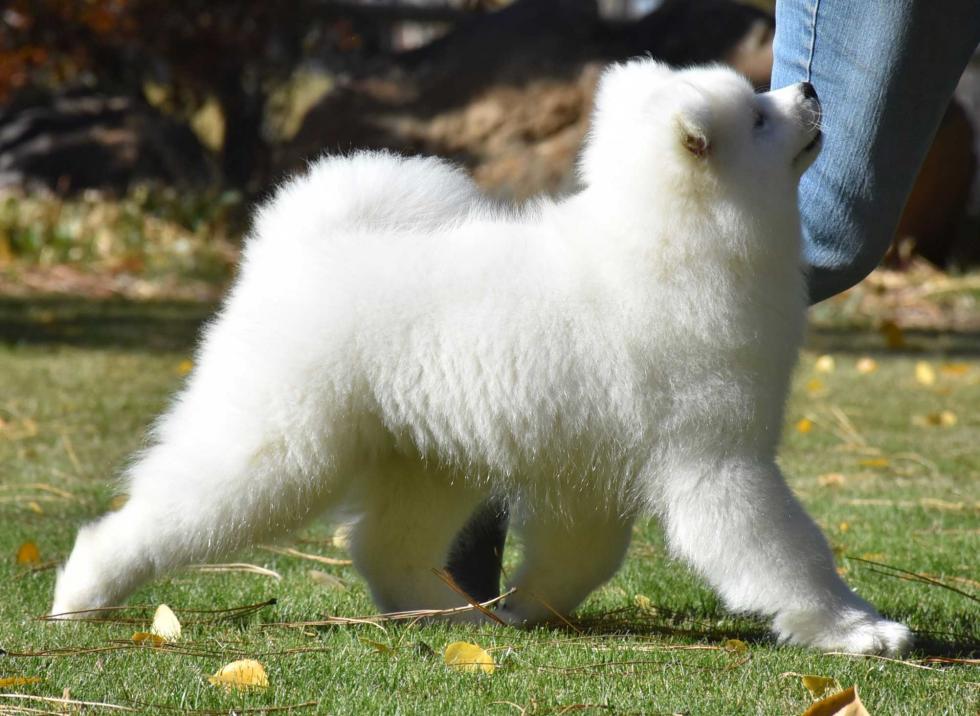 Polar mist Samoyed puppies available - Polar Mist Samoyeds