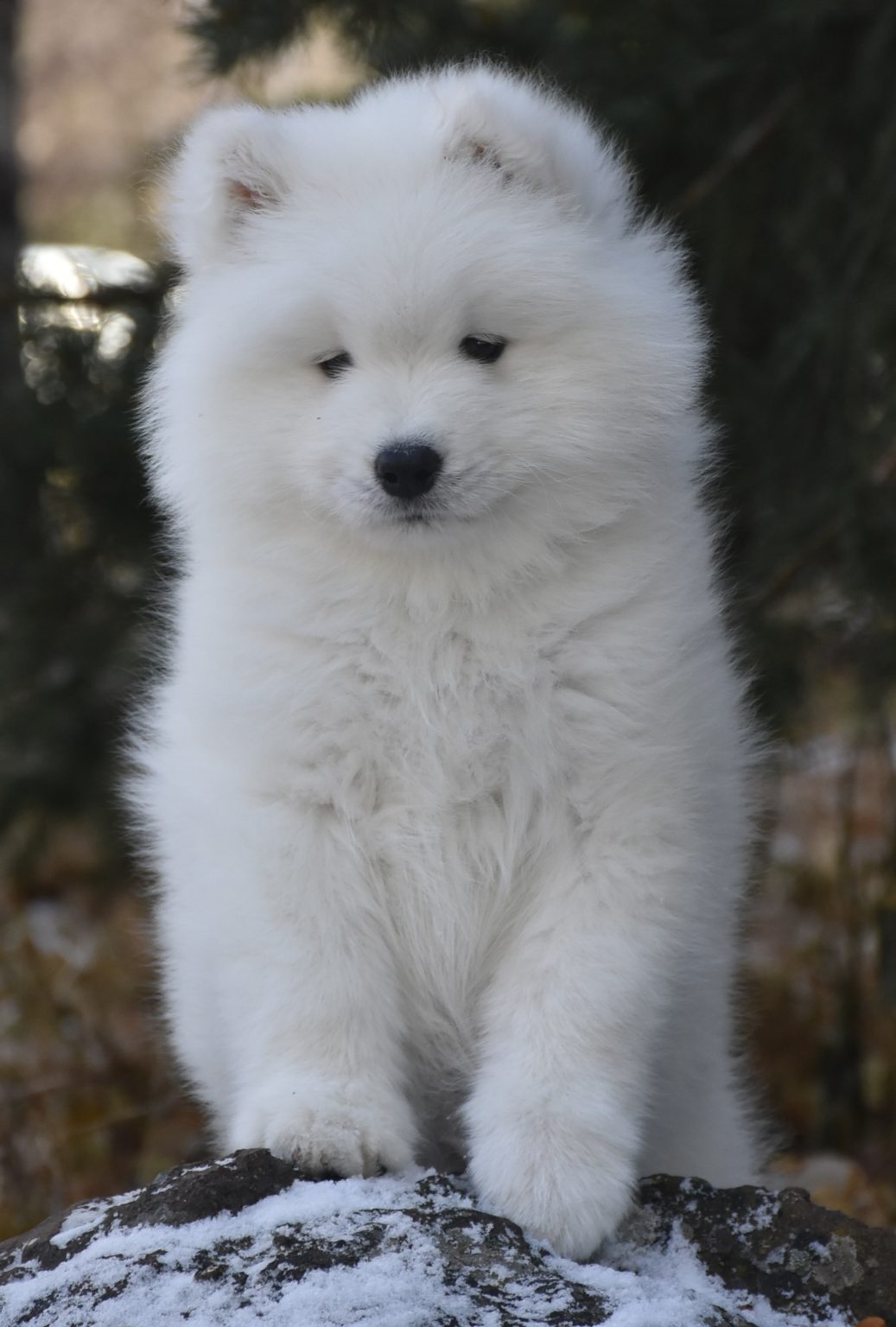 Polar Mist Samoyeds Samoyed puppies top Samoyed show dogs
