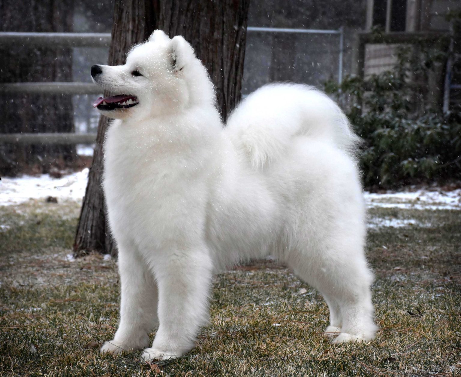 Polar Mist Samoyeds