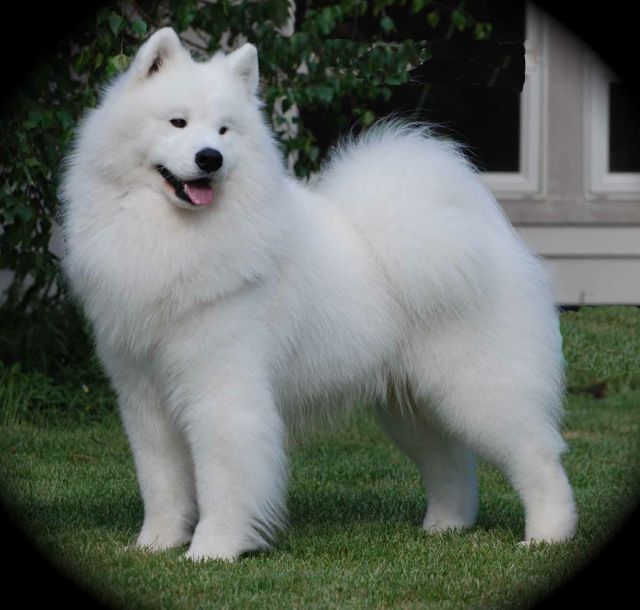 History of Polar Mist - Polar Mist Samoyeds Top Samoyed Puppies for Sale