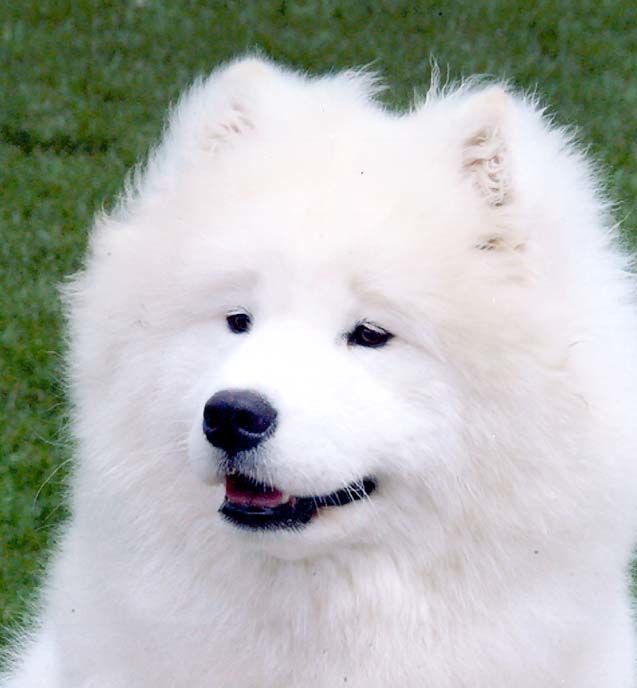 History of Polar Mist - Polar Mist Samoyeds Top Samoyed Puppies for Sale