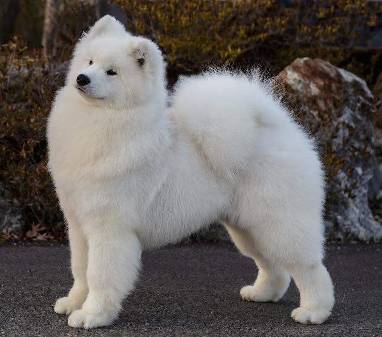 History of Polar Mist - Polar Mist Samoyeds Top Samoyed Puppies for Sale