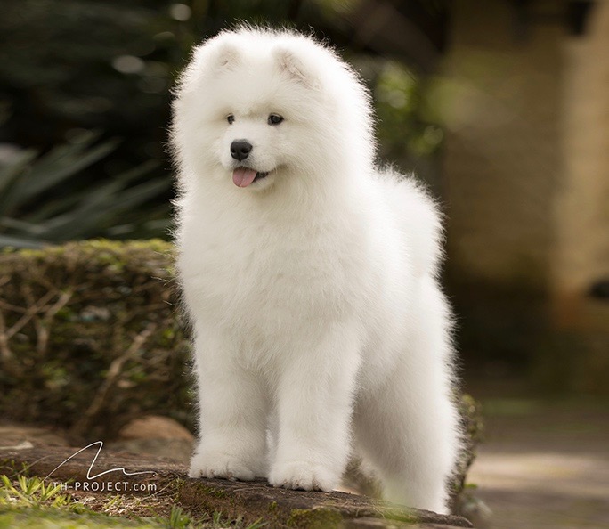 The Samoyed - Polar Mist Samoyeds Top Samoyed Puppies