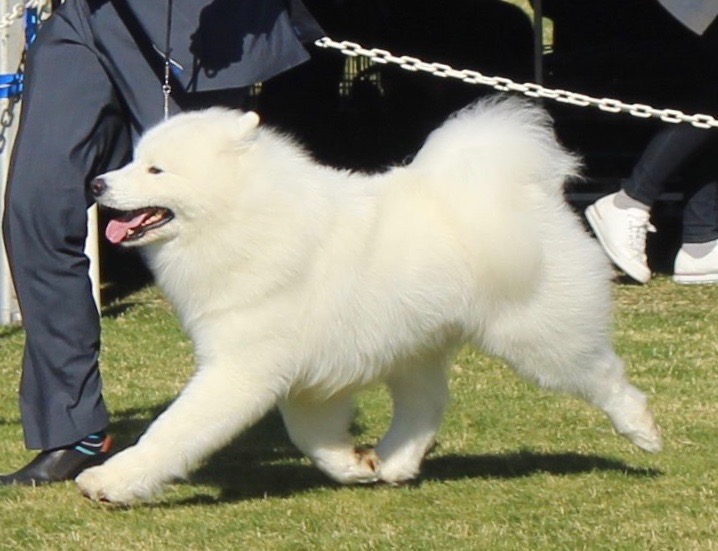 Our Movement - Polar Mist Samoyeds