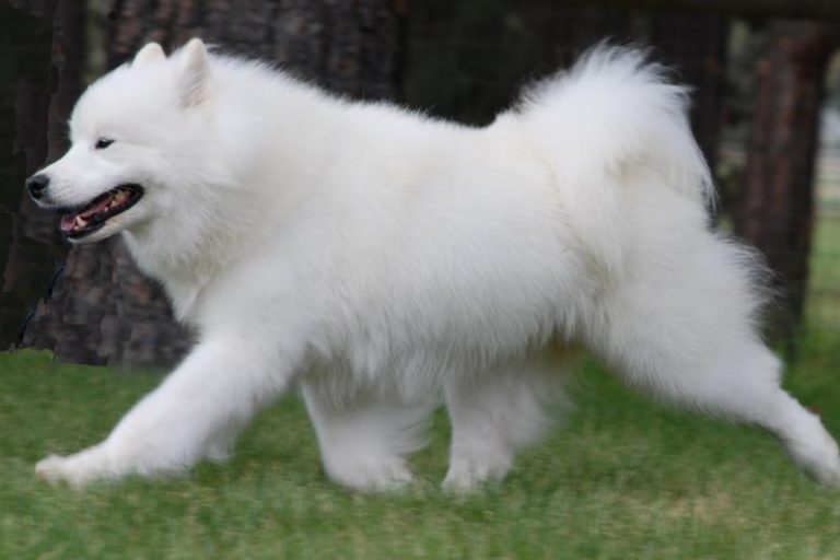 Our Movement - Polar Mist Samoyeds