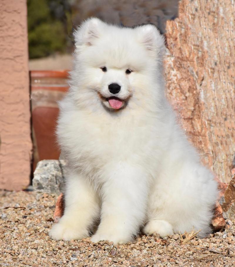 Polar mist Samoyed puppies available - Polar Mist Samoyeds