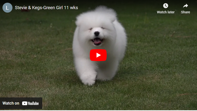 Arya, 11 weeks - Polar Mist Samoyeds