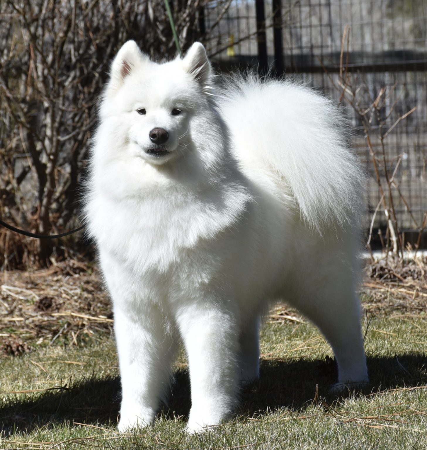 Planned Litters for 2024 – Polar Mist Samoyeds