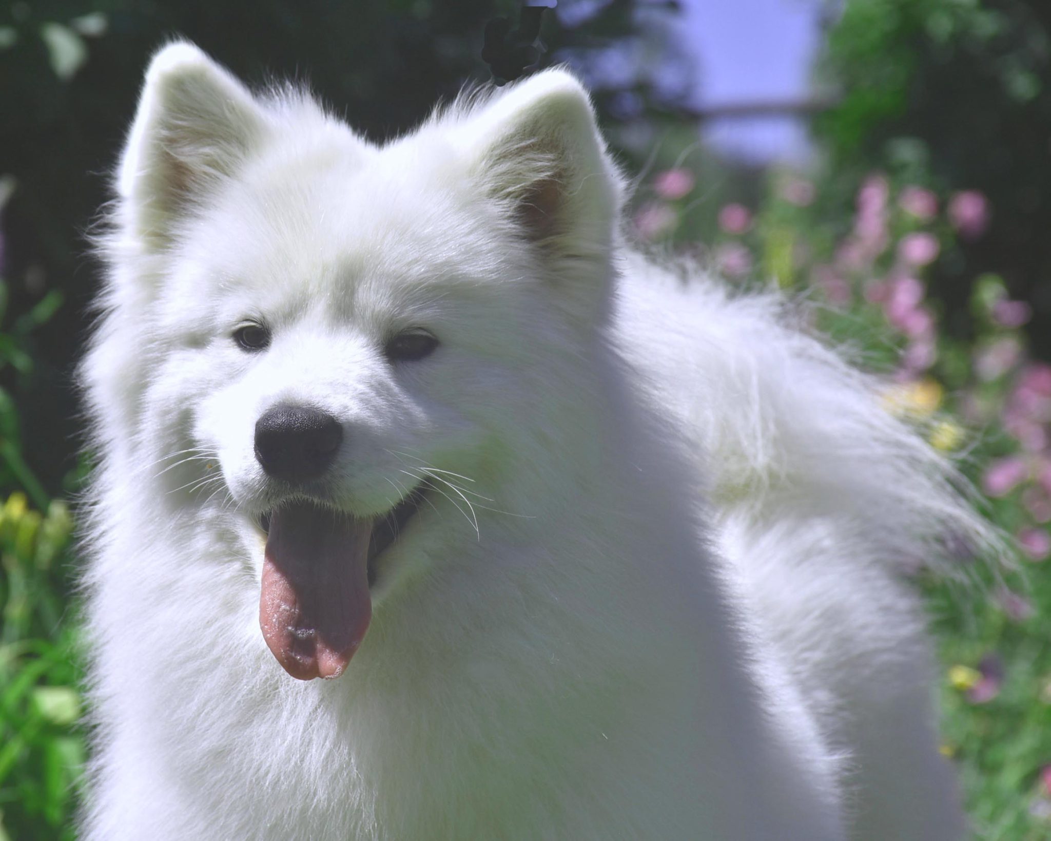 Planned Litters for 2024 – Polar Mist Samoyeds
