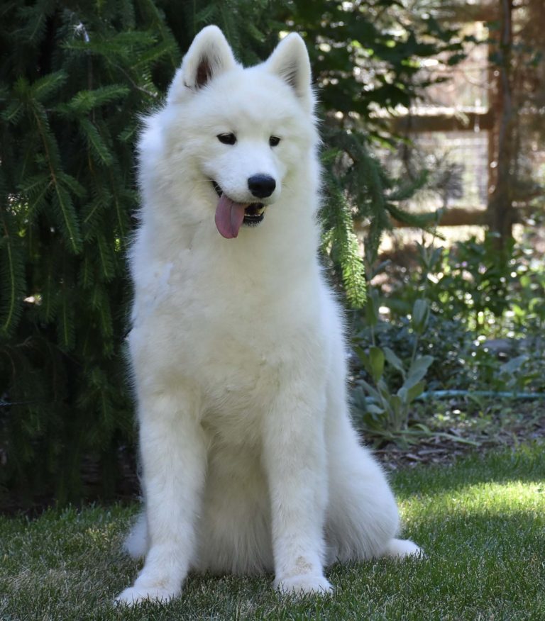 Samoyeds For Sale Top Show Samoyeds For Sale - Polar Mist Samoyeds