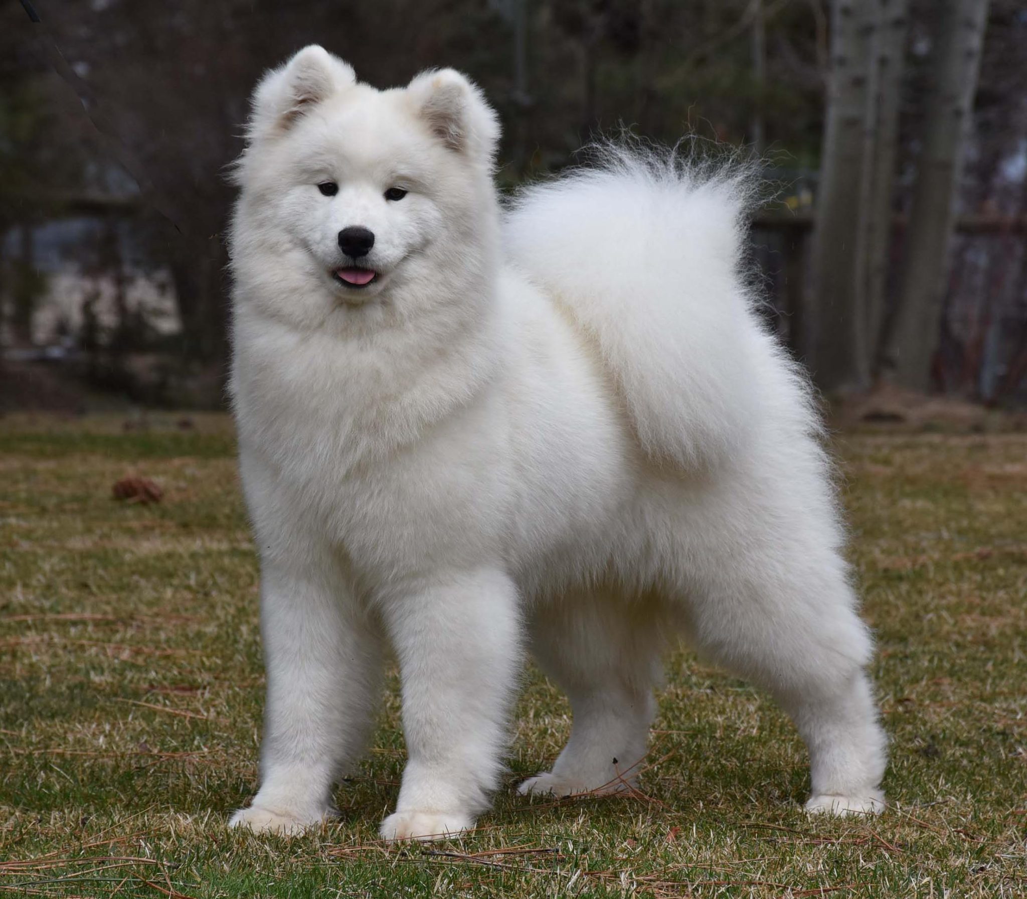 BIS.CH.Vanderbilt N' Polar Mist Summer Halestorm (late Winter 26 ...