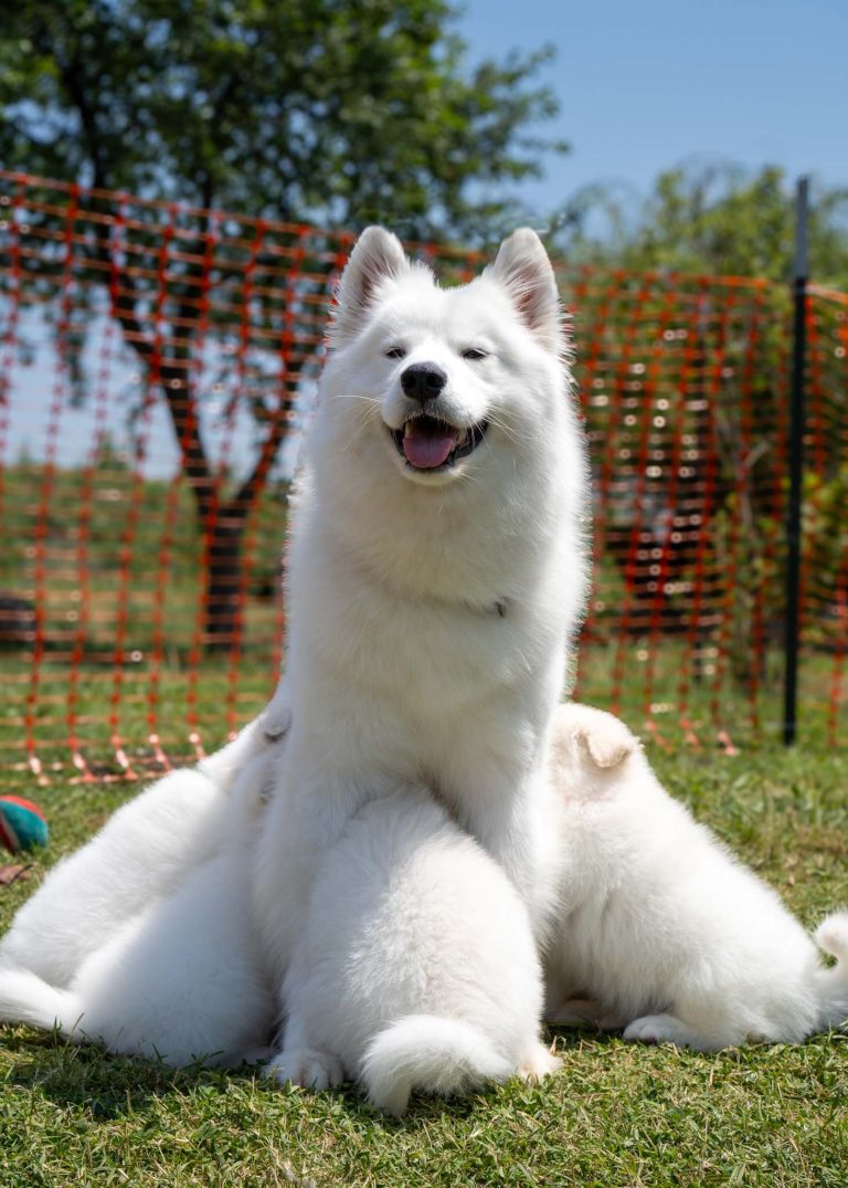 Polar mist Samoyed puppies available buy a Samoyed puppy Polar Mist ...