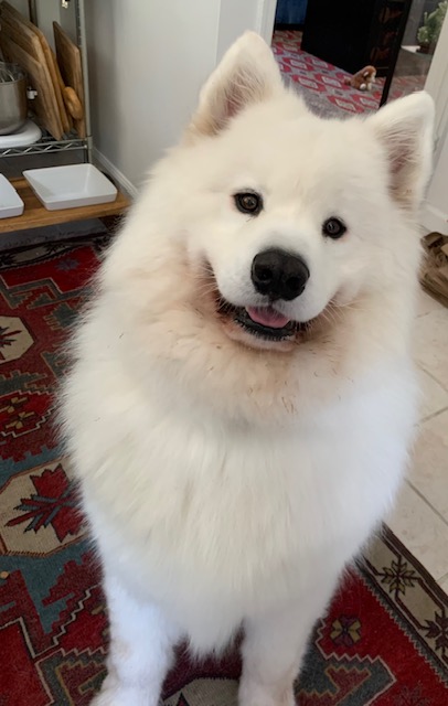 Samoyeds For Sale Top Show Samoyeds For Sale - Polar Mist Samoyeds