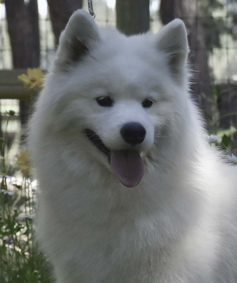 Samoyeds For Sale Top Show Samoyeds For Sale - Polar Mist Samoyeds