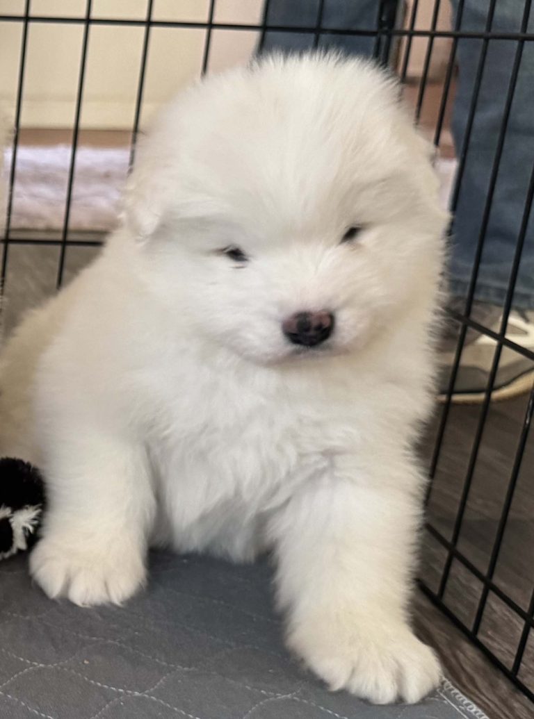 Polar Mist Samoyeds Samoyed puppies top Samoyed show dogs