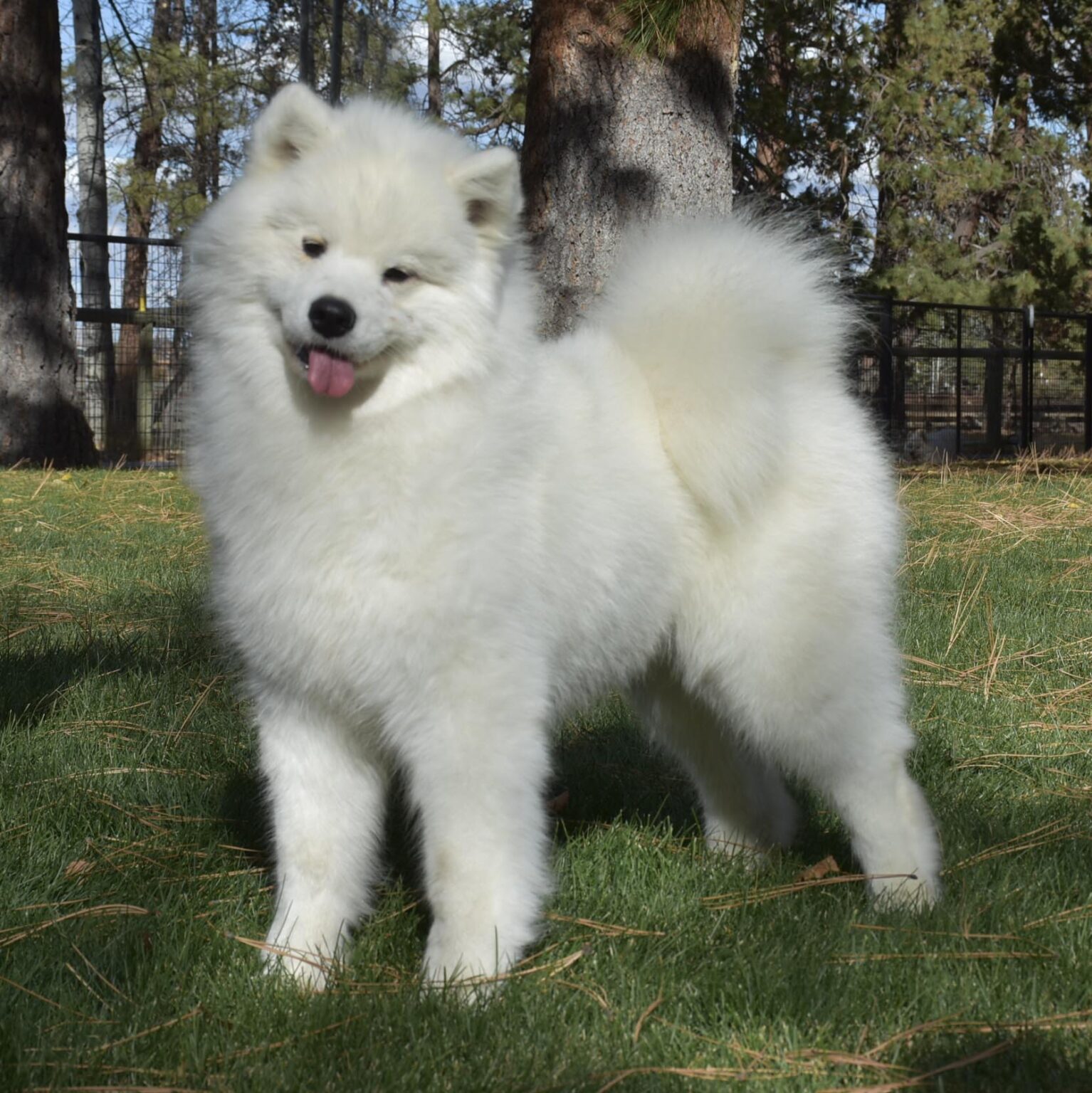 Polar Mist She's The Most, (Cassie) mj ptd, Will Be Bred to Talker ...