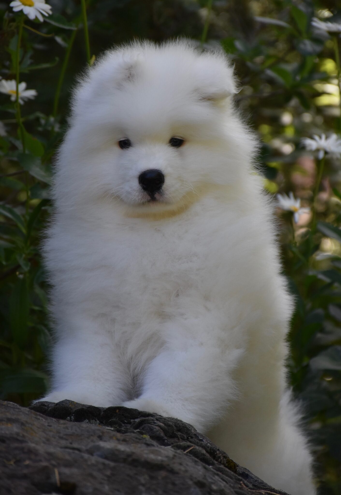 Polar Mist Samoyeds Samoyed puppies top Samoyed show dogs